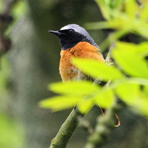 Birding with Flowers: Next Term 4: Redstart